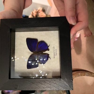 Rare Pink Form Gaudy Commodore Butterfly Framed Taxidermy Precis ...