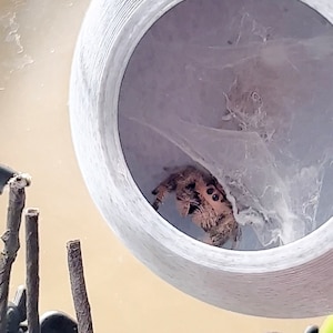 Magnetic Jumping Spider Mantis Staircase - Etsy