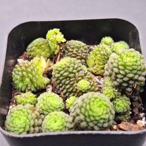 Crassula Mesembryanthemoides 'tenelli' Succulent Plant - Etsy