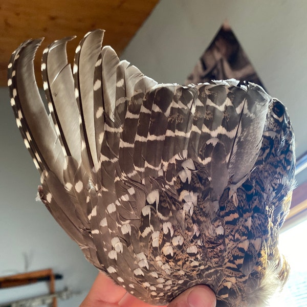 Over 25 Specklebelly Goose Tail Feathers- Great for Creating Flies! (1 ...
