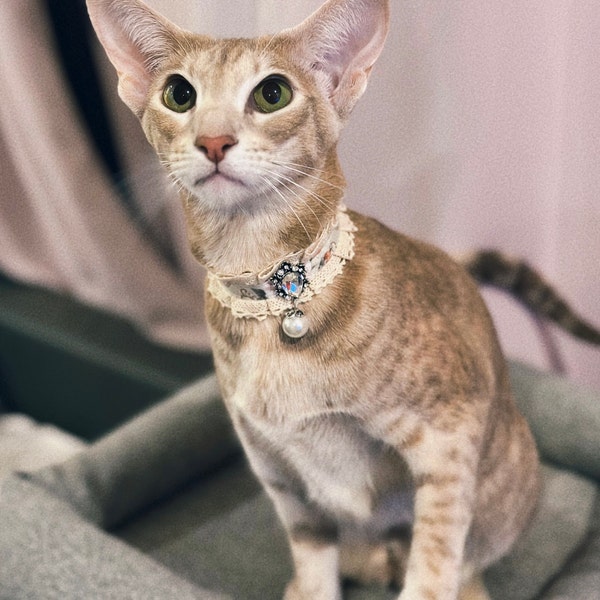 Luxury Beautiful Rose Pink Satin Dog Collar,pearl Wedding Dog Collar ...