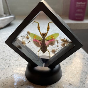 XL Floating Metallic Stag Beetle Taxidermy Cyclommatus - Etsy