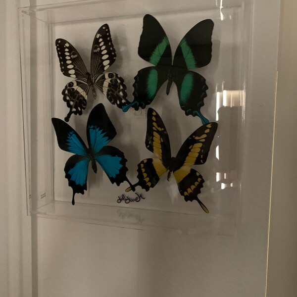 Butterfly Display, Framed Butterflies, Mounted Butterflies, Butterfly ...