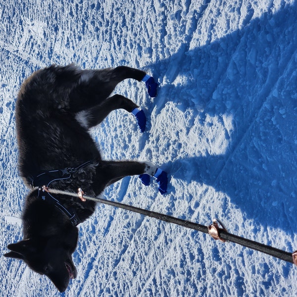 Finish Top Dog Booties set of 4 Sled Dog Snow Boots Iditarod Boots Pet ...