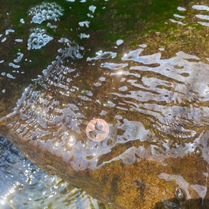 In-shell Pinon Nuts 3 Oz - Etsy