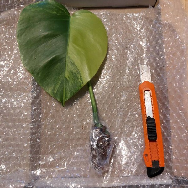 Japanese Rice Fish Eggs - Medaka Miyuki Blue - Etsy