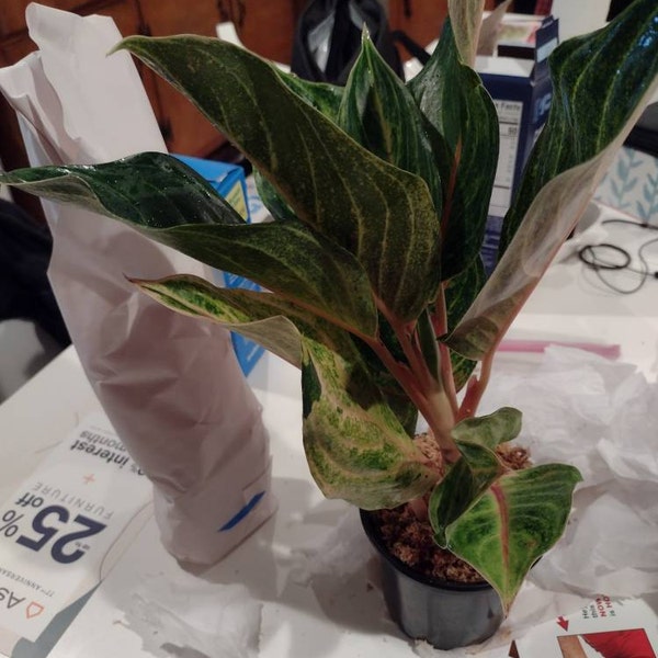 Aglaonema Bundle - Etsy