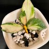 Hoya Polypus Pink Flower With Splash Rooted Plant Rare Hoya Collector's ...