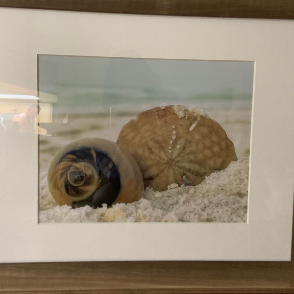 Seashell Photography, Shell Photo, Beach Decor, Fine Art Print, Coastal ...
