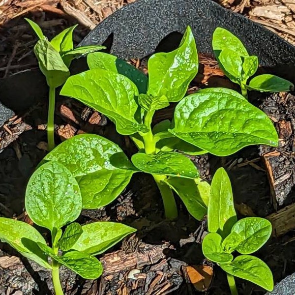 Organic Green Stem Malabar Spinach Alugbati Mong Toi Poi Sang Ceylon ...