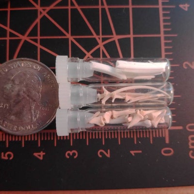 Small Rabbit Claw Bones Real Bones Undrilled 40 Assorted Pieces Stock ...