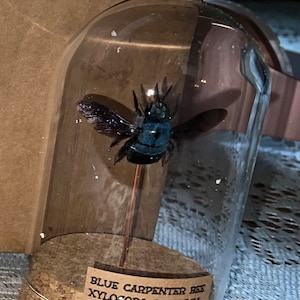 The Amber Phantom Clearwing Butterfly Haetera Piera Mounted - Etsy