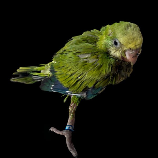 THE MOVER: Portable Parrot Bird Perch W/ Cup(s) for Cockatiels, Conures ...