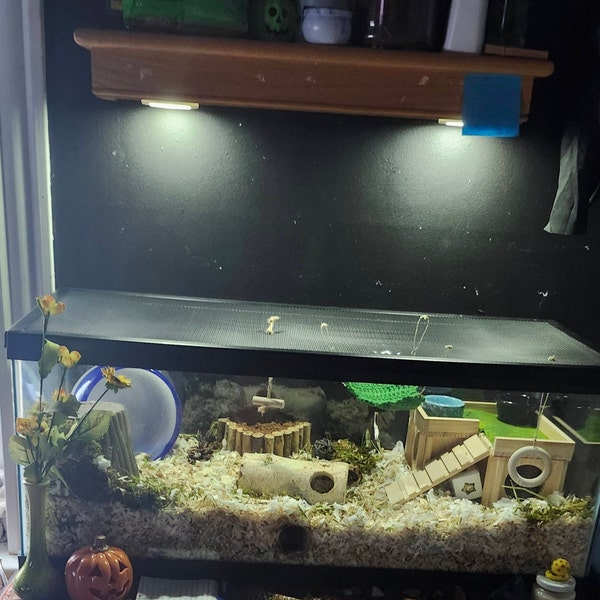 Bearded Dragon Candy Corn Costume Sweater, Halloween Lizard Sweater ...