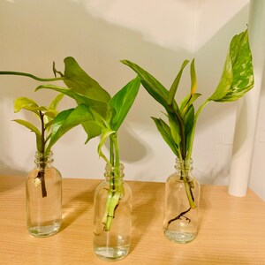 Set of 3 Propagation Jars 3.4 Ounces, With Cork Lids. - Etsy