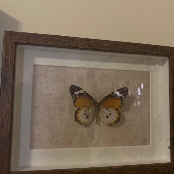 Leafwing Butterfly Photo Frame, Personalized Picture Frame, Butterfly ...