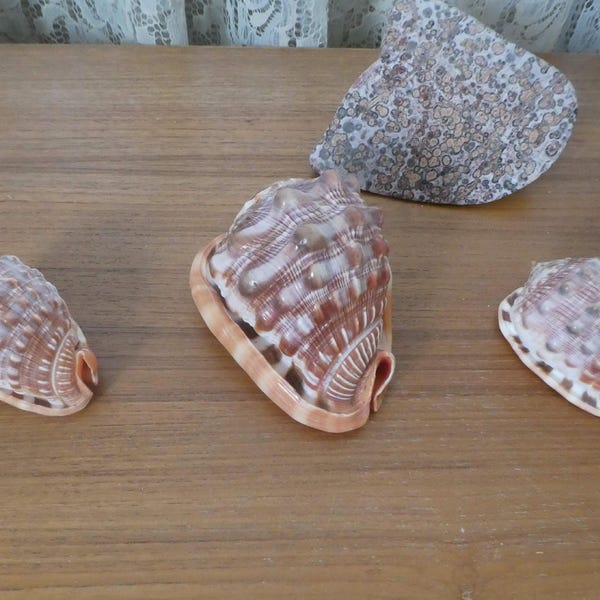 Arrowhead Sand Dollar Shell Extra Large Encope Michelini (1 Shell ...