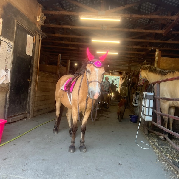 Equestrian Horse Riding Set With Horse Design Full Matchy Matchy Can't ...