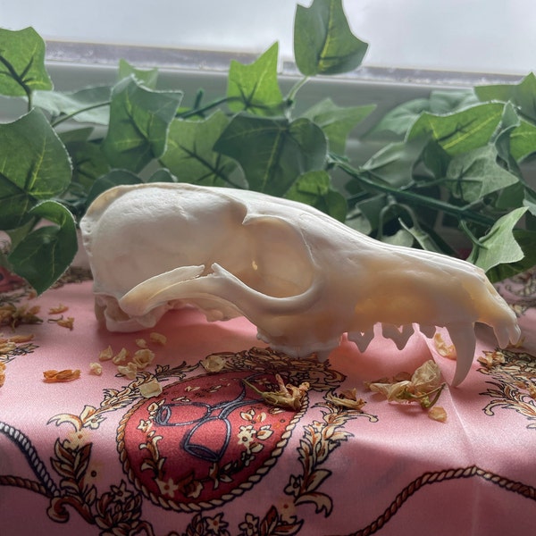 A Red Fox Skull for Craft Projects Bones Taxidermy Skulls Teeth - Etsy