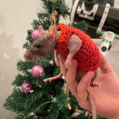 Cutie Rat Sweater Pattern - Etsy