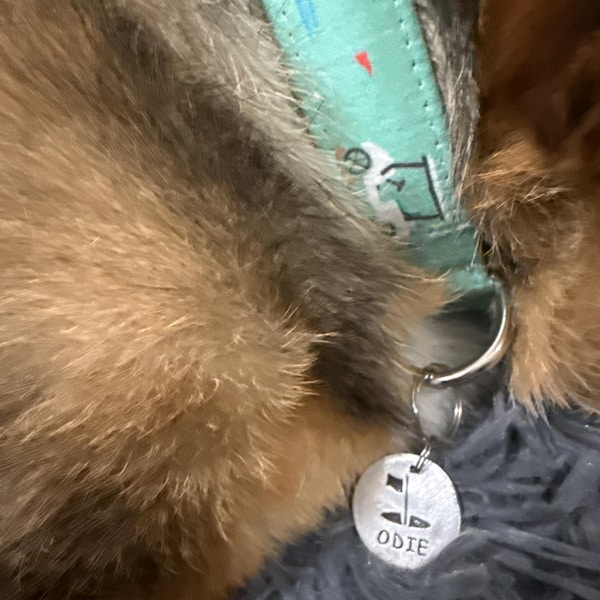 Pet ID Tag for Dogs, Dog Tag, Funny Pet Tags, Cute Pet ID Tags, Dog ...