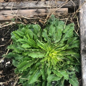 Purple Dead-Nettle Seeds Lamium purpureum Red Henbit | Etsy