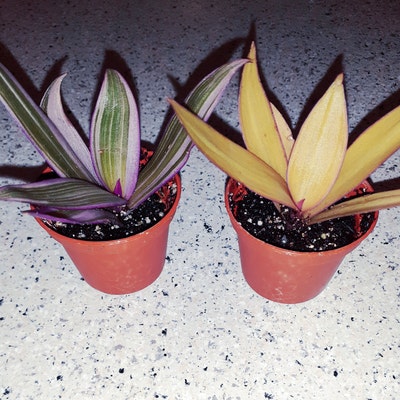 Rhoeo 'sitara's Gold' tradescantia Spathacea - Etsy