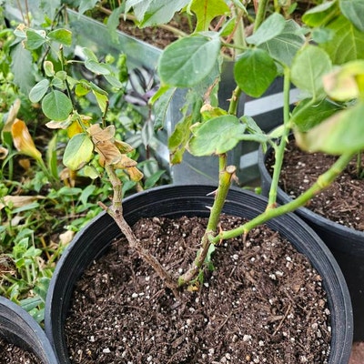 Rose Plant washitsu 和室 ジャパネスクモナムール - Etsy