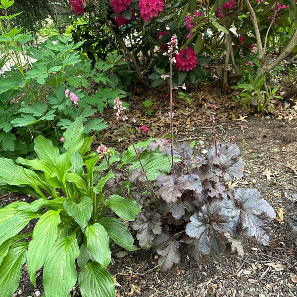 Qty1 Vintage REAL 1960s Rustic Horseshoes Authentic Wire Wheel Ground ...