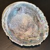 Extra Large Umbilicate Baler Melo Shell 13'" Exact Shown - Etsy
