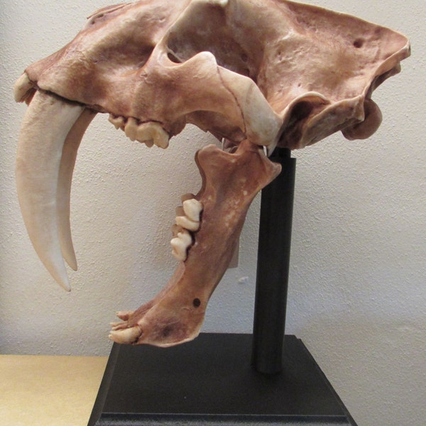 Werewolf Skull Life Sized Super Detailed Resin Printed High Quality ...