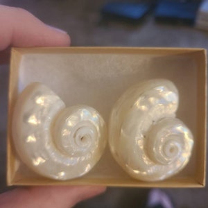 White Indian Volute Melon Shell 67 1 PC Large - Etsy