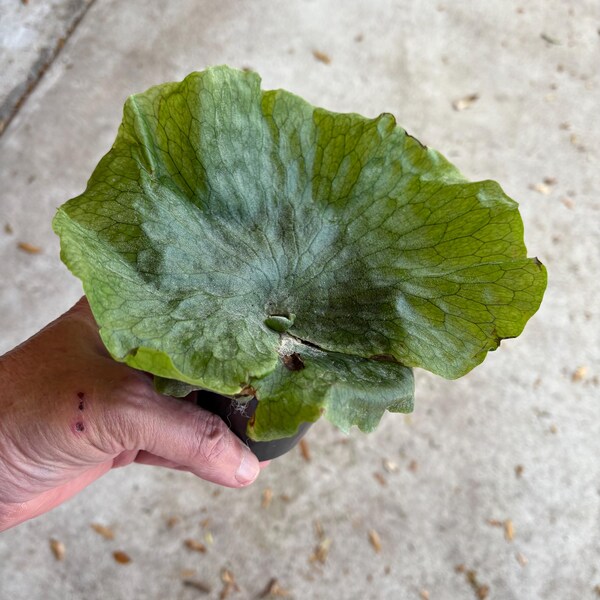 Philodendron Birkin Galaxy Starter Plant (ALL STARTER PLANTS Require ...