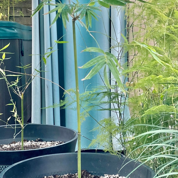 Blue Timber Clumping Bamboo/bambusa- 1 Value Priced Division - Approx ...