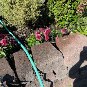 Live Party Streamers Hosta. Super Cool. Easy to Grow. Loves - Etsy
