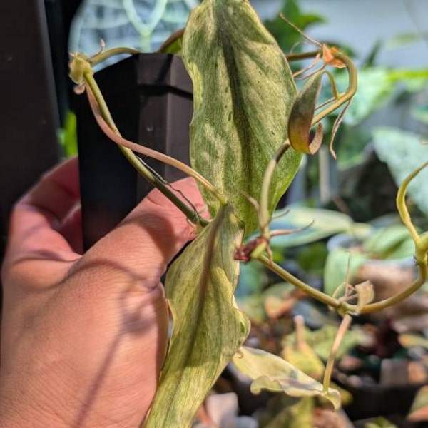 Variegated Philodendron Micans ‘mint’ (non-exact) - Etsy