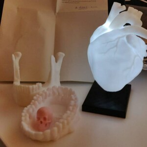 Teeth Bowl Tooth Jewellery Holder Tooth Ring Dish Dentist Gift Jaw Bone ...