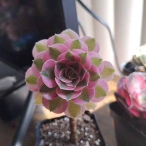 4 Inch Live Potted magenta Kalanchoe Kalandiva Double Blooms - Etsy