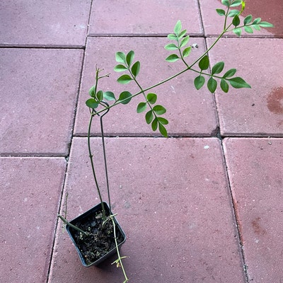 CALOTROPIS GIGANTEA Giant / Madar/ Milkweed Tree Plant - Etsy
