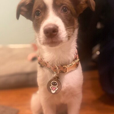 Binx is My Boo SVG - Etsy