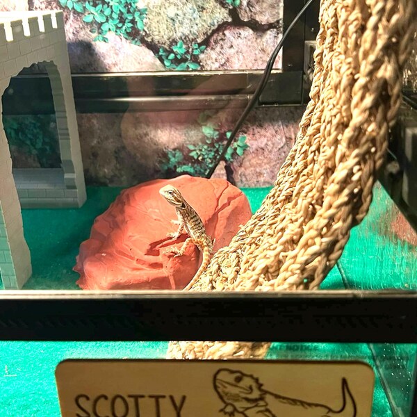 Bearded Dragon Tank Decor, Bearded Dragon Tank Accessories, Bearded ...