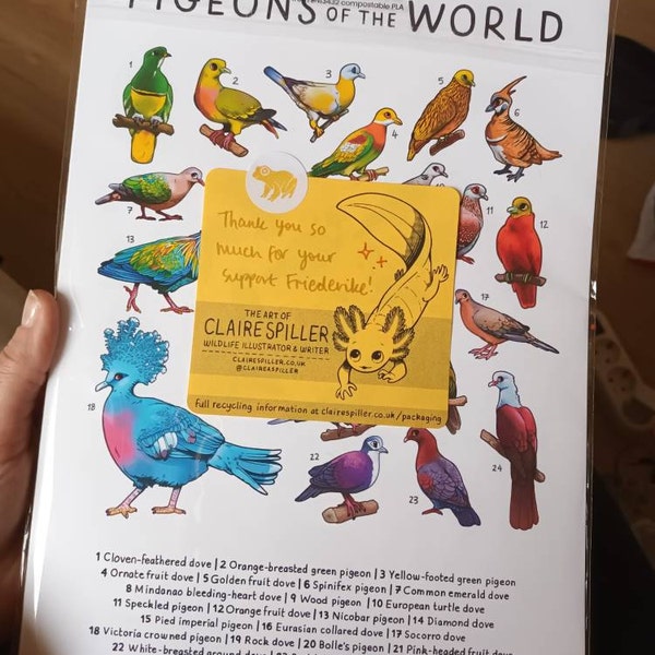 Pigeons of the World Print / Bird Wall Art / Educational Animal Poster ...