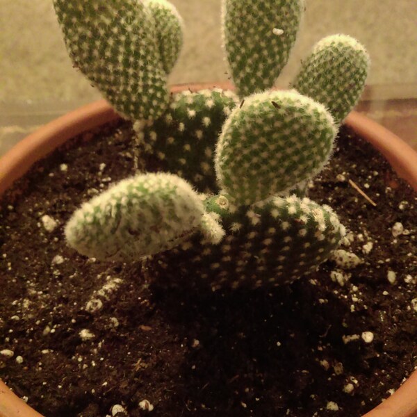 Small Cactus Plant. White Angel Wing Cactus. Also Called White Bunny ...