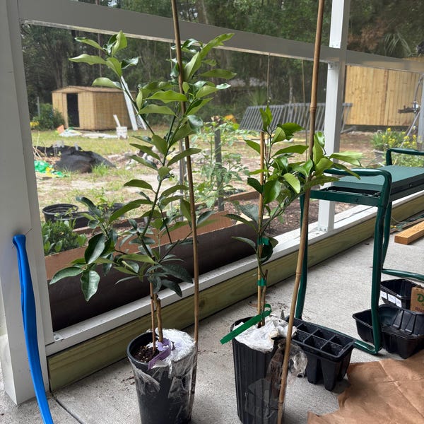 Grafted Kishu Mandarin Tree in Half Gallon Pot, Tangerine. Florida ...