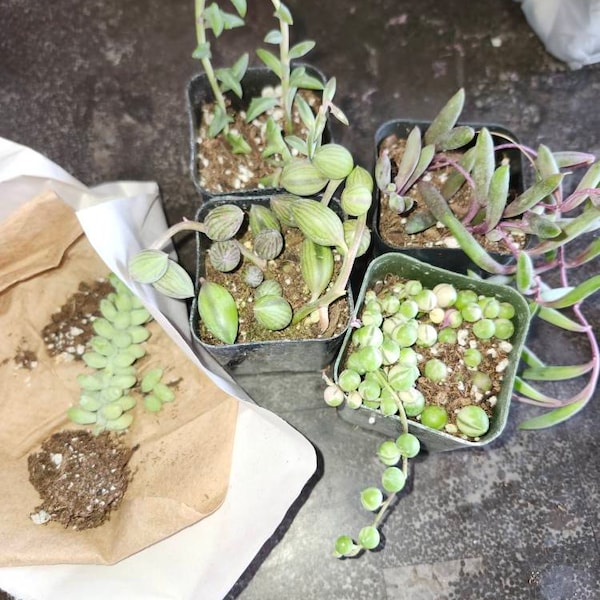 Graptosedum 'francesco Baldi' Succulent Plant - Etsy