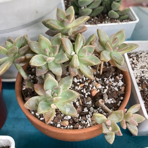 String of Little Pickles, Othonna Capensis ruby Necklace in 2 Inches ...