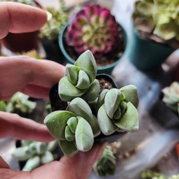 Sunrise Succulent 2” Anacampseros Telephiastrum F. Variegatum Rare - Etsy