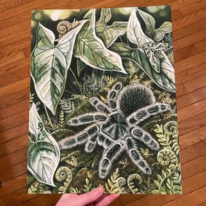 Velvet Spider Sticker 3.5 Inch Glossy Sticker Ladybird - Etsy