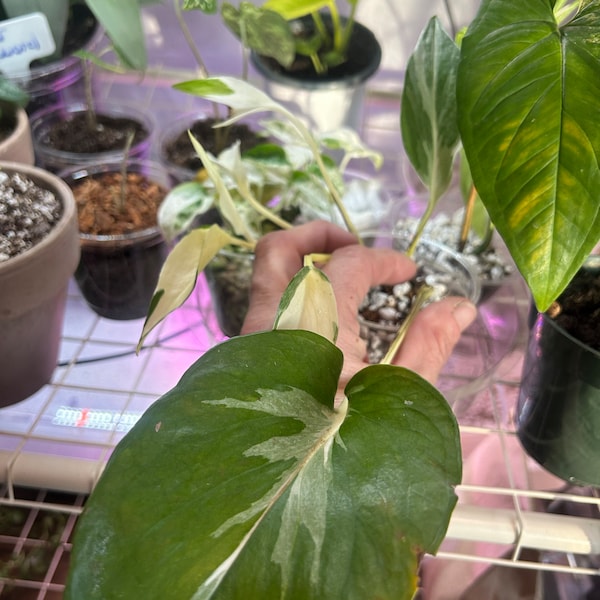 Rare Manjula Potho/mutant Manjula/hybrid Manjula High Viraigation ...