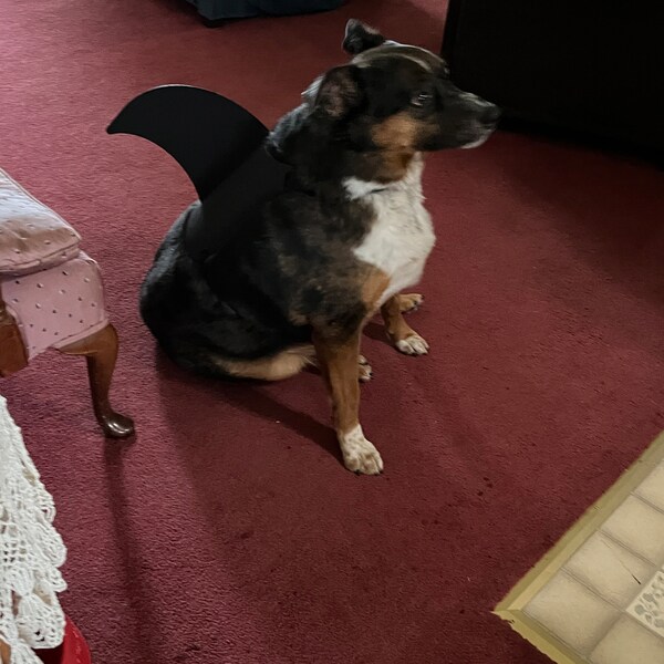 ORCA Fin for Your Large Dog. Killer Whale Fin for Your Large Dog - Etsy